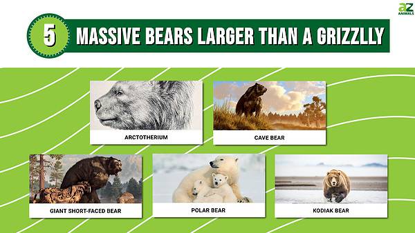 5 Massive Bears Larger Than a Grizzly - A-Z Animals