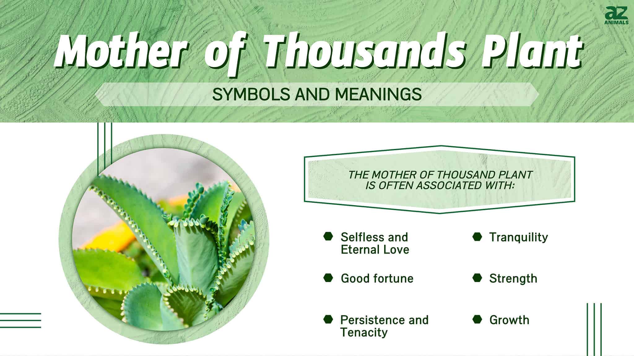 The Meaning of the Mother of Thousands Plant