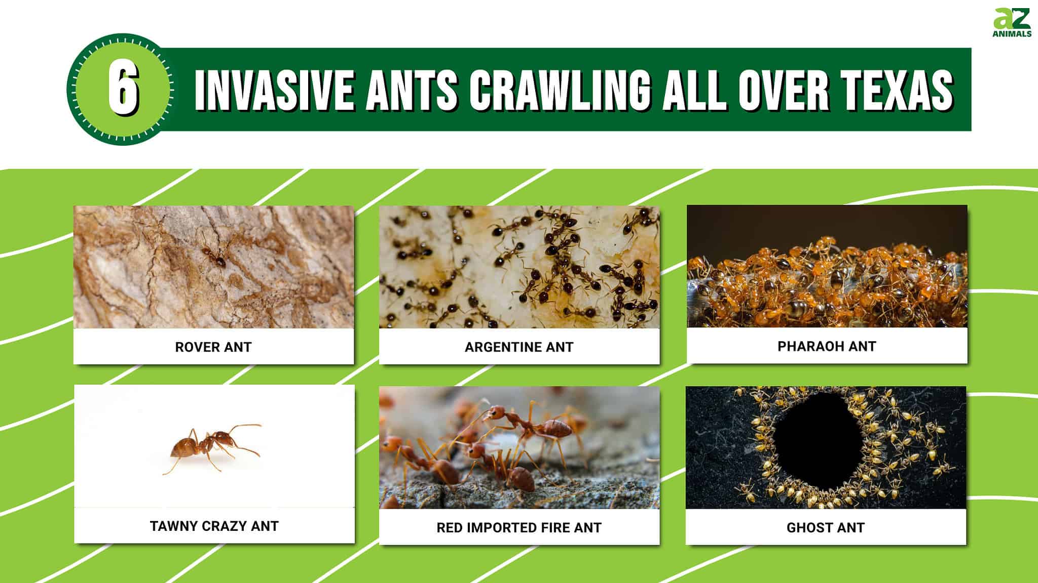 Discover the 6 Invasive Ants Crawling All Over Texas - A-Z Animals