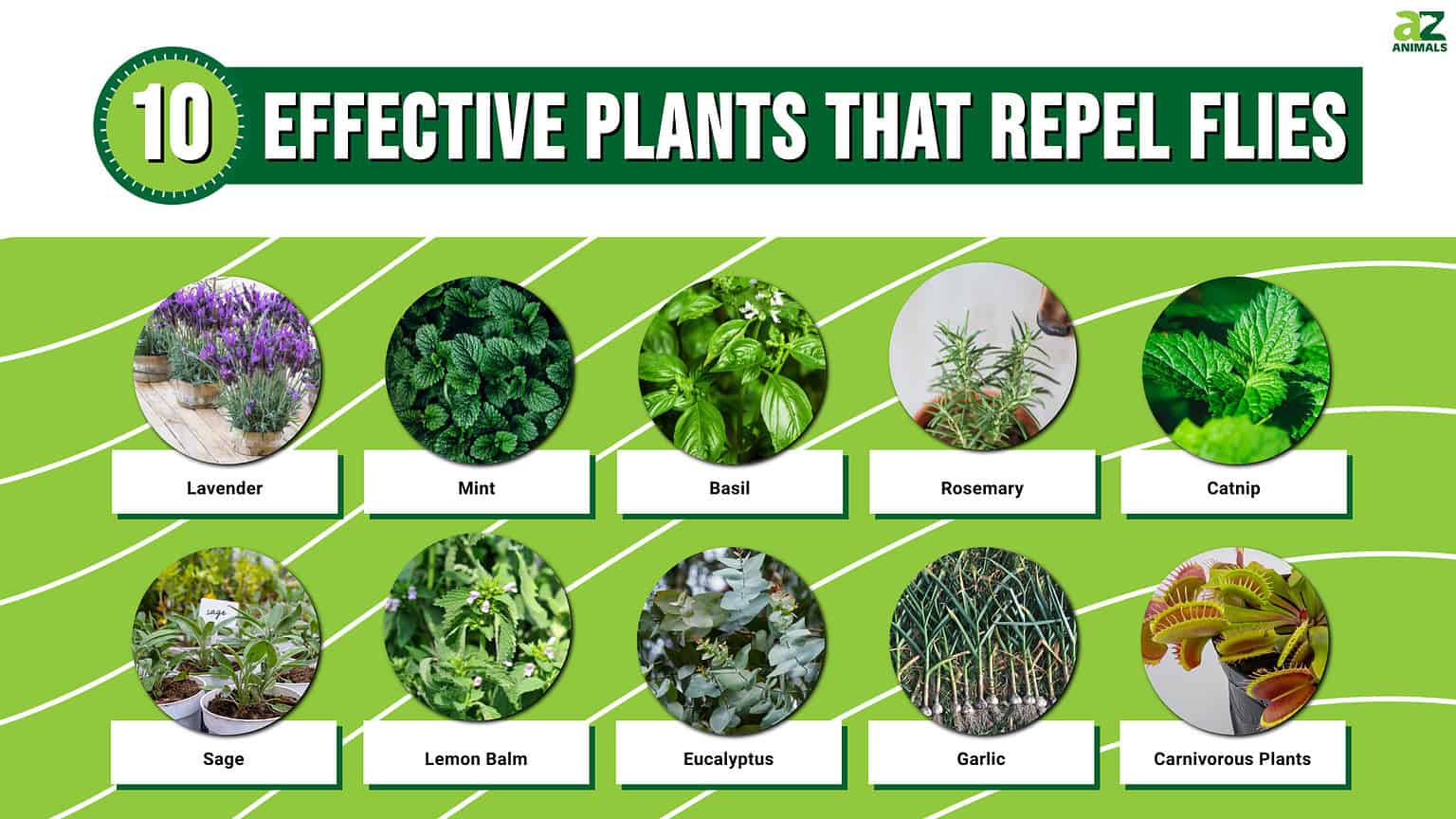 Discover 10 Effective Plants That Repel Flies - A-Z Animals