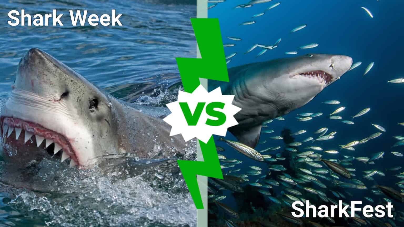 Shark Week vs. SharkFest: Which Has the Best Shark Content? - A-Z Animals