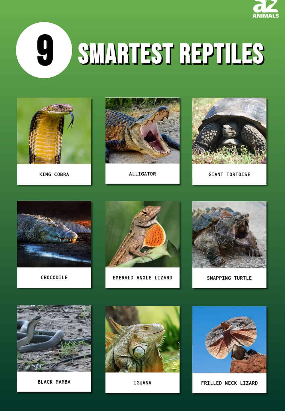 Smartest Reptiles - A-Z Animals