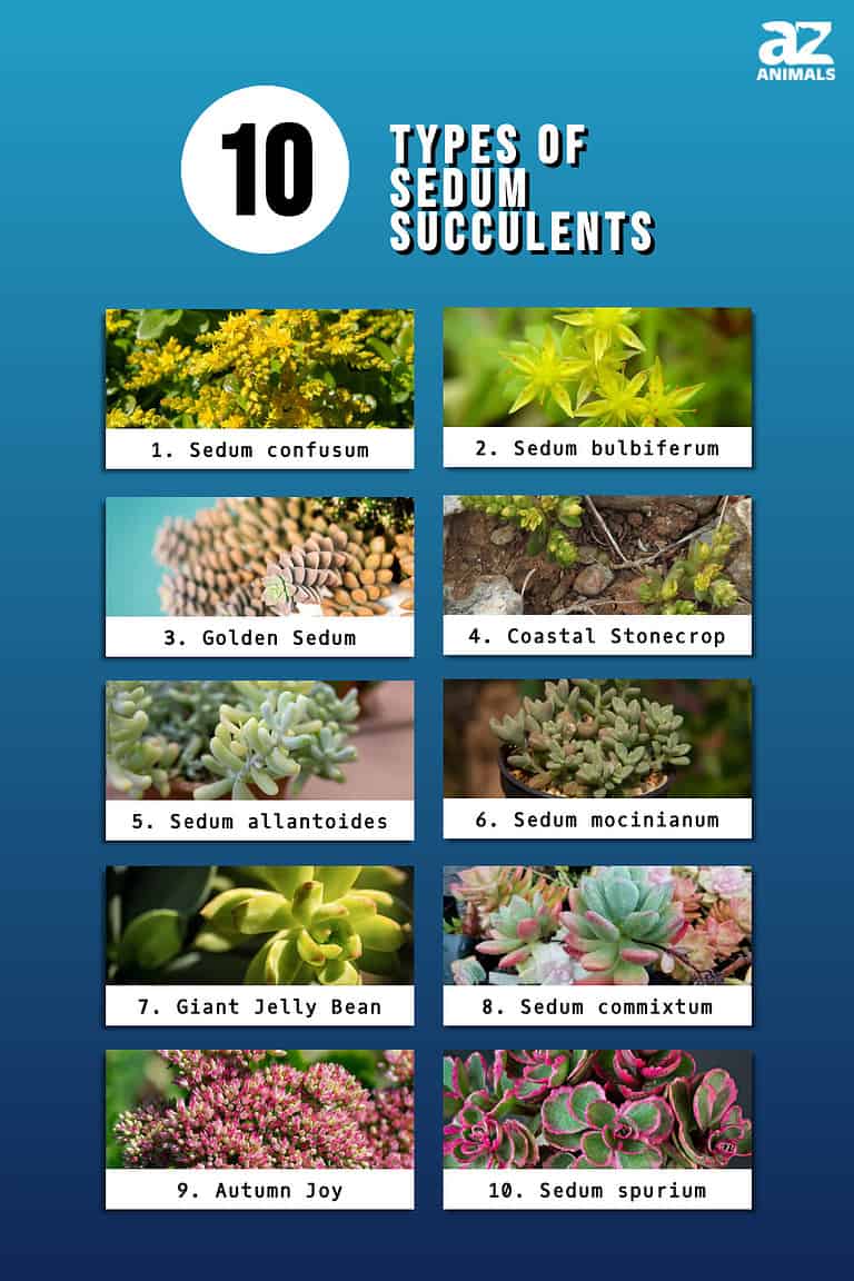 10 Types of Sedum Succulents - A-Z Animals