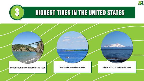 Discover the 3 Highest Tides in the United States - A-Z Animals