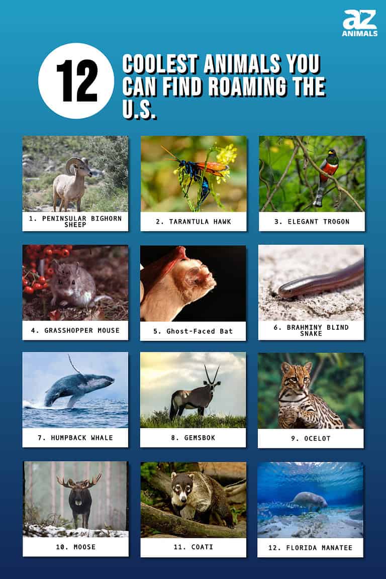 Top 12 Coolest Animals In The United States- A-Z Animals