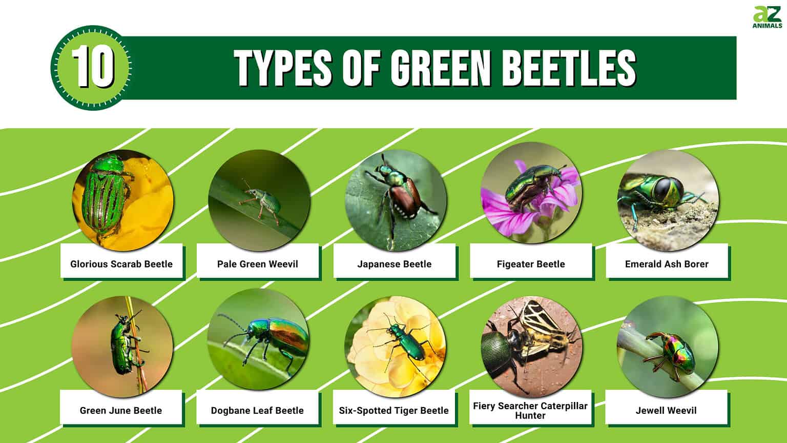 Discover 10 Types of Green Beetles - A-Z Animals
