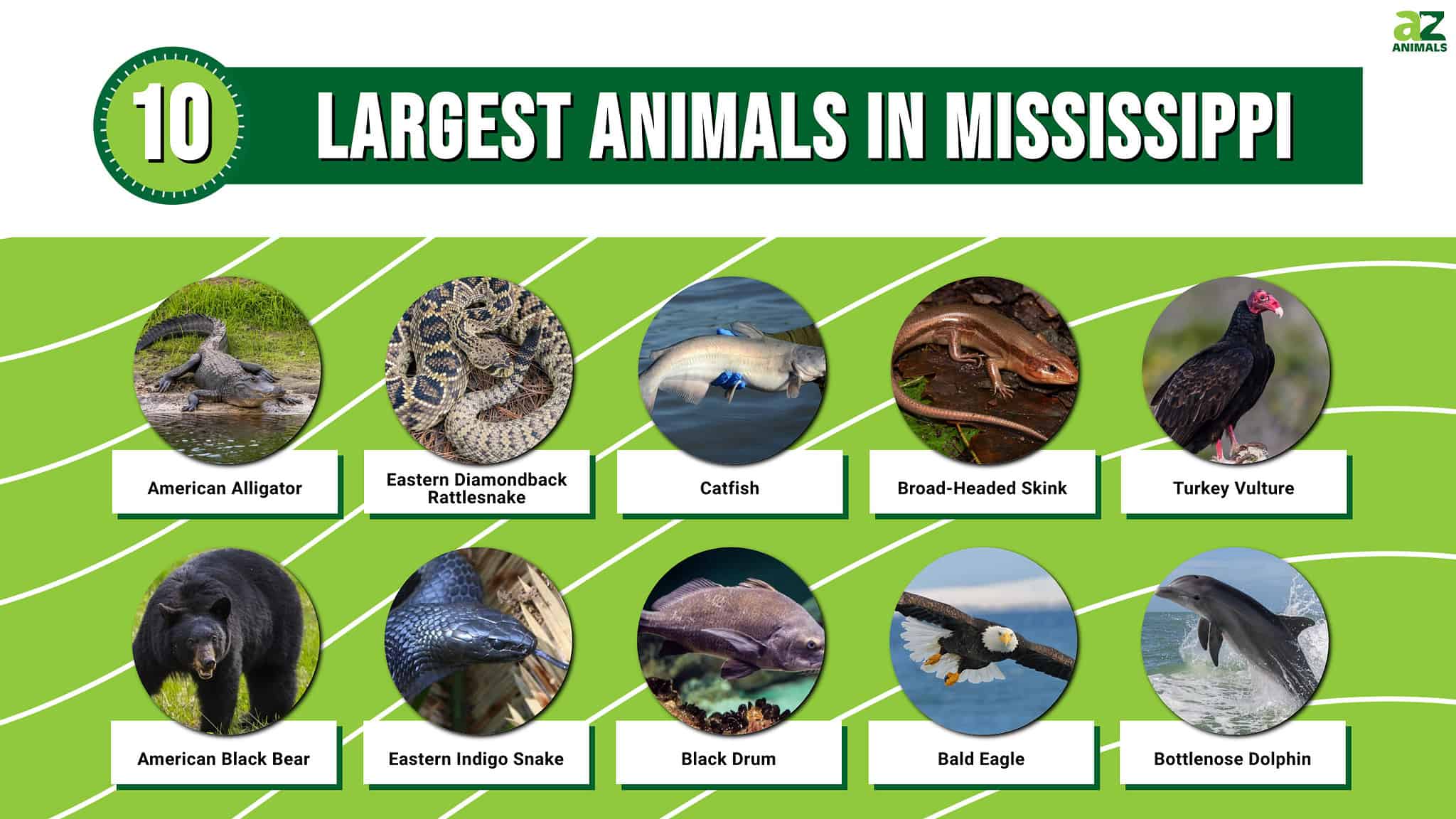 Discover The 10 Largest Animals In Mississippi, and Where You'll Find Them - A-Z Animals