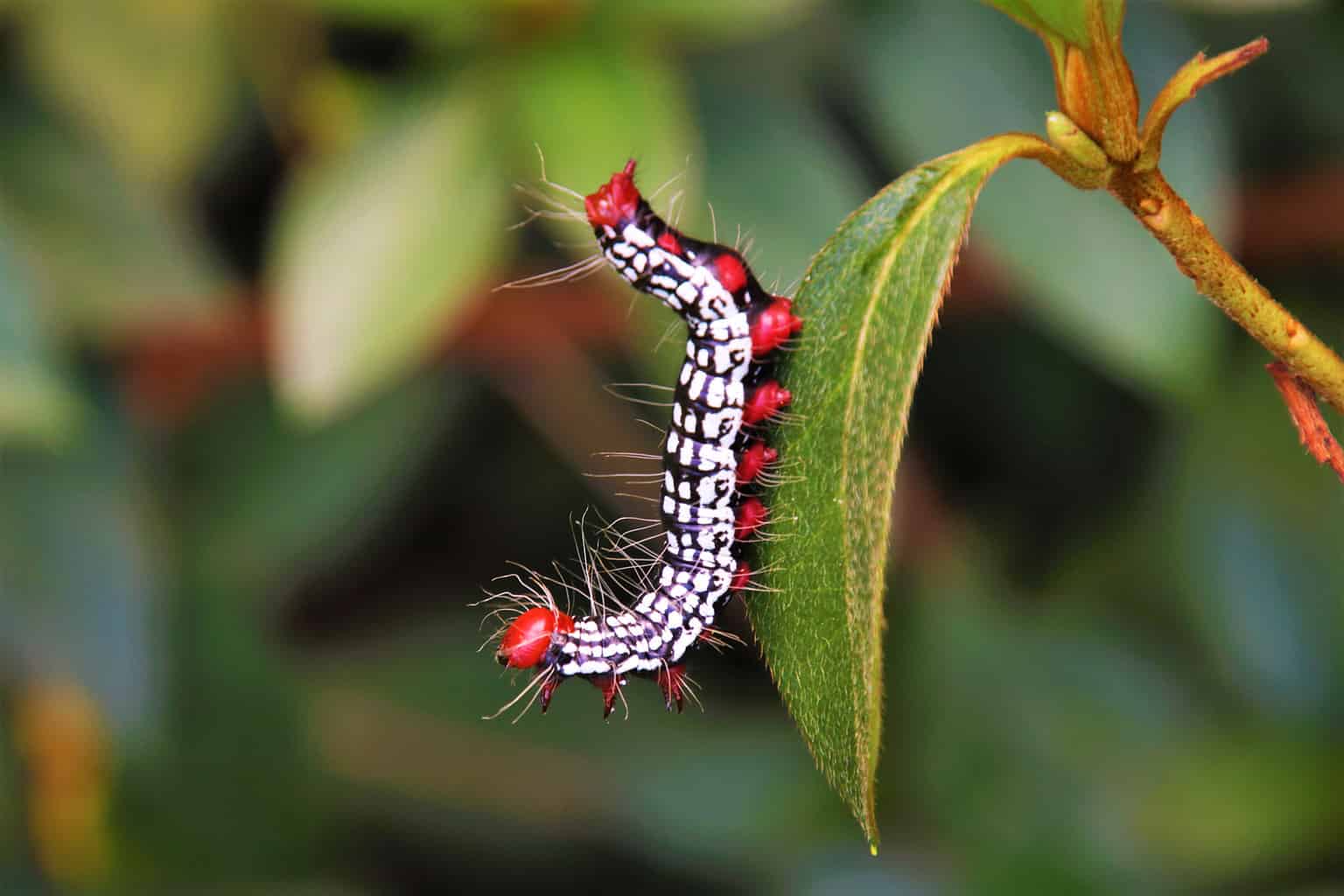 20 Caterpillars Found in Louisiana (Plus 6 That Are Poisonous) - A-Z ...
