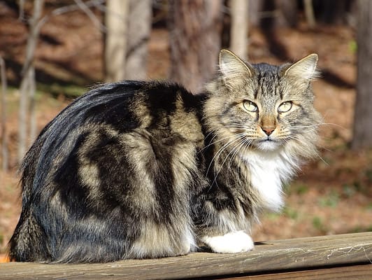 Cat Body Language: What Is Your Cat Trying to Tell You? - A-Z Animals