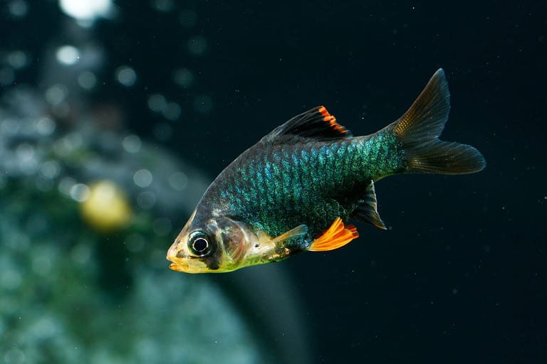 7 Green Freshwater Fish Perfect for Your Aquarium - A-Z Animals