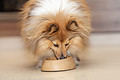 12 Reasons Dogs Have Seizures and Ways to Help Them - A-Z Animals