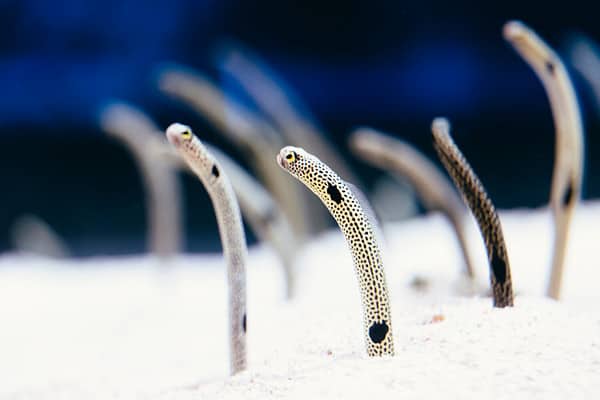 Garden Eel Animal Facts - Congridae - A-Z Animals