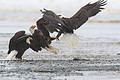 16 Fierce Predators that Eat Bald Eagles (...If They Can Catch Them ...