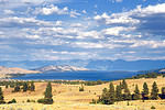 The 15 Most Iconic Trees Native to Montana - A-Z Animals