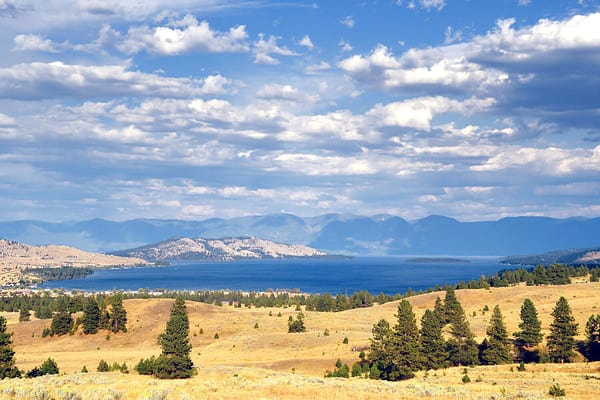 The 15 Most Iconic Trees Native to Montana - A-Z Animals