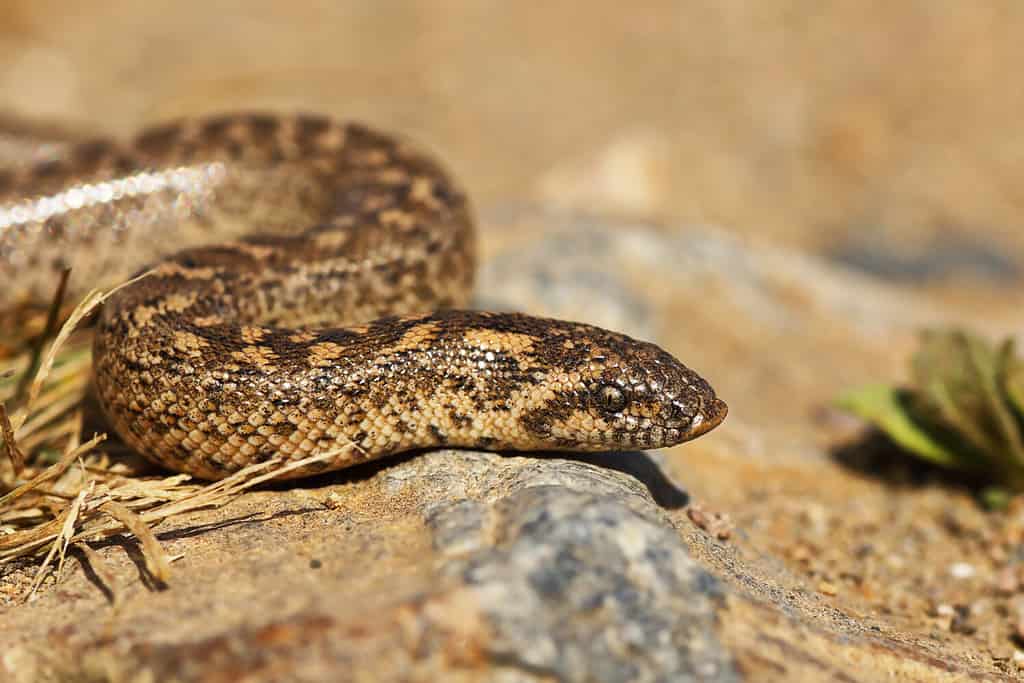 Meet 10 Snakes of the Tigris River - A-Z Animals