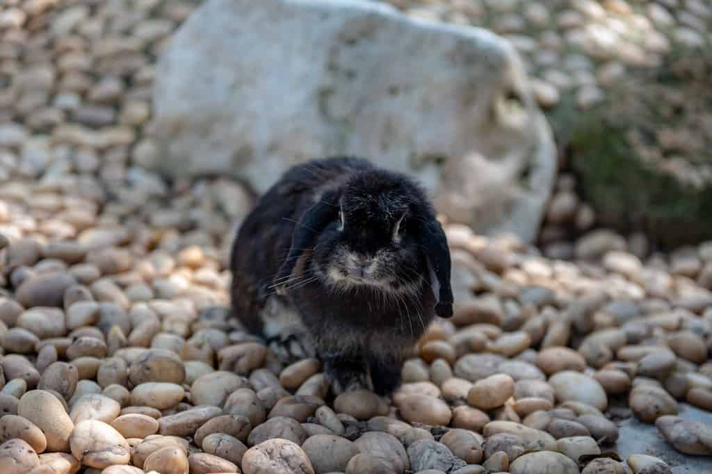Holland Lop Colors: Rarest to Most Common - A-Z Animals