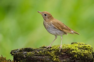 Veery Animal Facts - Catharus fuscescens - A-Z Animals