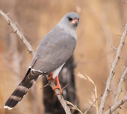 Discover 14 Incredible Birds That Start With D - A-Z Animals