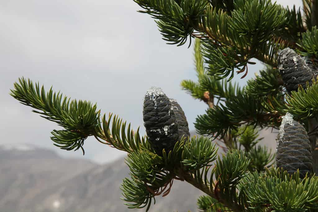 The 15 Most Iconic Trees Native to Montana - A-Z Animals