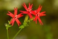 23 Beautiful Types of Red Wildflowers - A-Z Animals
