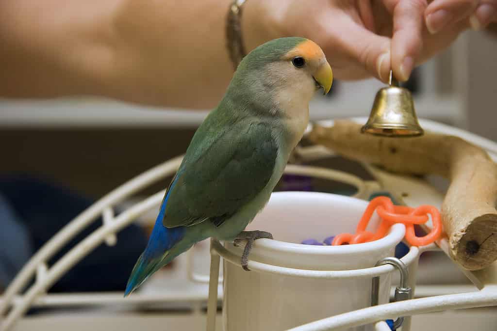 Lovebirds: Temperament, Diet, and Complete Care Guide - A-Z Animals
