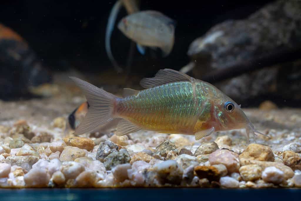7 Green Freshwater Fish Perfect for Your Aquarium - A-Z Animals