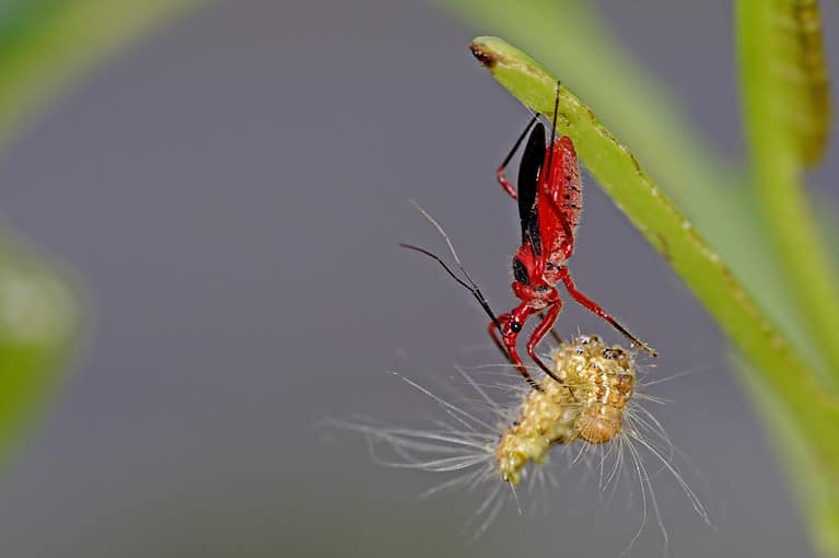 9 Insects That Start With A (Common Names) - A-Z Animals
