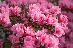 74 Gorgeous Azalea Colors to Spruce Up Your Garden - A-Z Animals