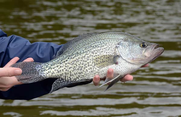 Black Crappie Animal Facts - Pomoxis nigromaculatus - A-Z Animals