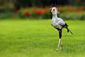The 16 Animals with the Absolute Longest Legs - A-Z Animals