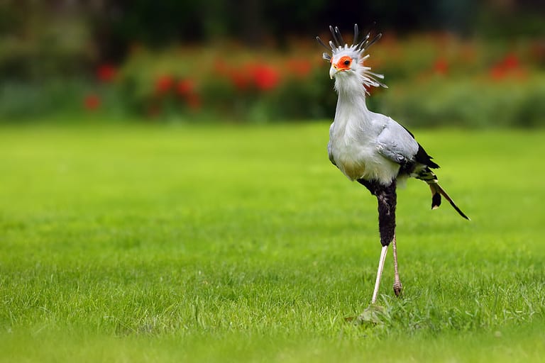 Meet the Secretary Bird - The World's Tallest Raptor Bird That Hunts ...