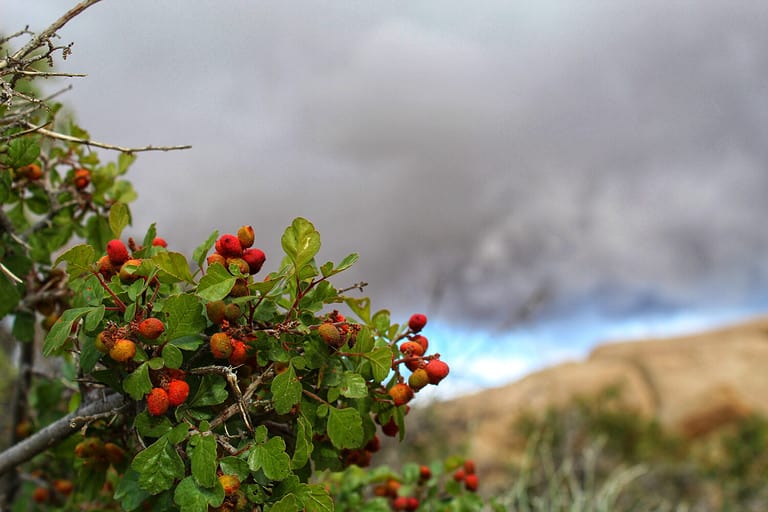 13 Plants that Look Like Poison Ivy... But Are Totally Different - A-Z ...
