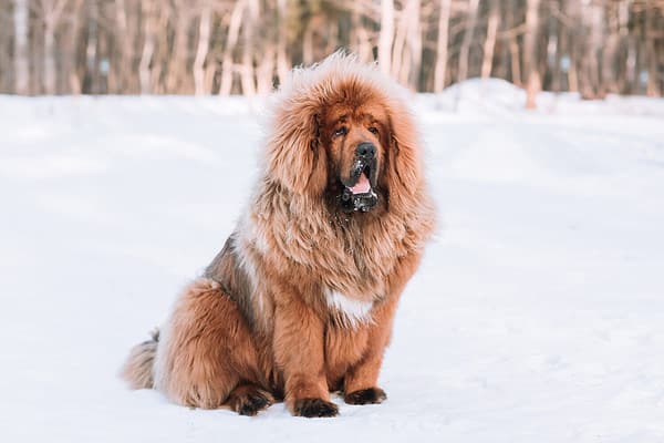 Check Out This $1 Million Dog - A-Z Animals