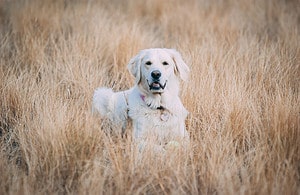 Golden Retriever Colors: Rarest to Most Common - A-Z Animals