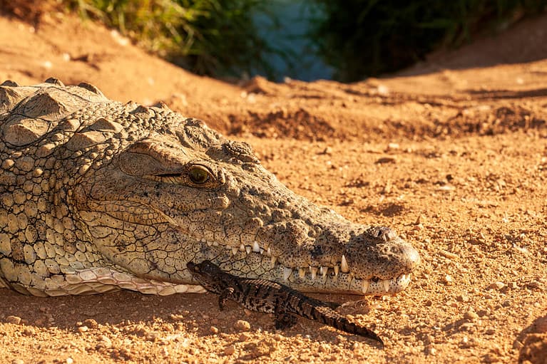 Baby Crocodile: 5 Fascinating Facts and 5 Cute Pictures - A-Z Animals