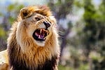 How High (And Far) Can Lions Jump? - A-Z Animals