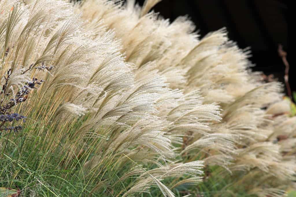 12 Beautiful Grass Types Perfect for Southern California Yards - A-Z ...