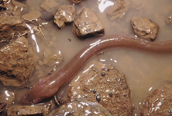 Slithering Threat: Asian Swamp Eels Spread in U.S. Waterways, Alarm ...