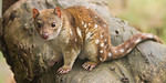 Discover 7 Amazing 5-Letter Animals - A-Z Animals