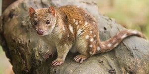 Discover 7 Amazing 5-Letter Animals - A-Z Animals