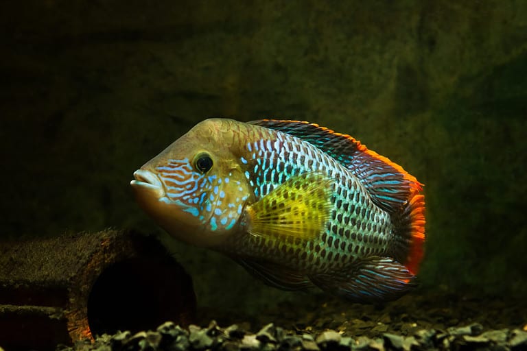 7 Green Freshwater Fish Perfect for Your Aquarium - A-Z Animals