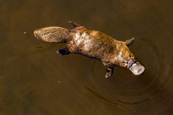 Check Out the Venomous Defense Mechanism of the Male Platypus - A-Z Animals