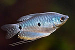 The 15 Best Tank Mates to Pair With Rainbow Sharks - A-Z Animals