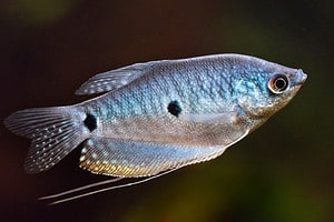 The 15 Best Tank Mates to Pair With Rainbow Sharks - A-Z Animals