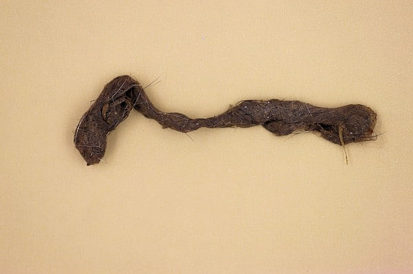 Cat Vomit Color Chart: Discover What Each Color Means - A-Z Animals