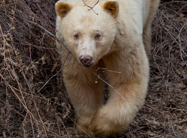 Discover the Incredible World of Bears: 10 Fascinating Facts - A-Z Animals