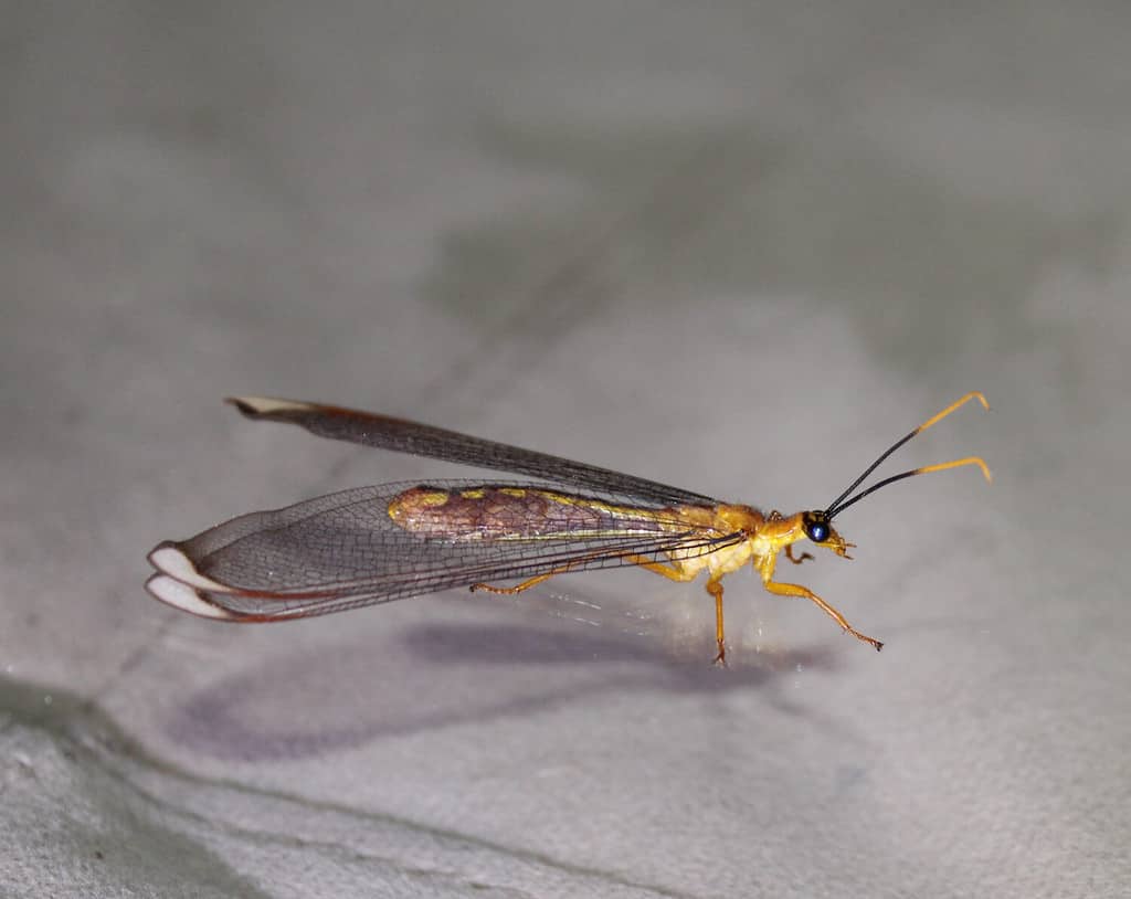 The 8 Rarest Insects Still Crawling Around the World - A-Z Animals