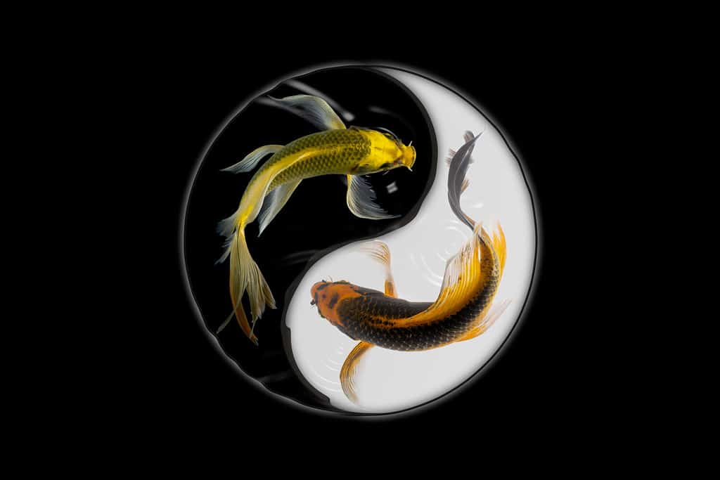 Discover the Powerful Meaning and Symbolism of Koi Fish - A-Z Animals