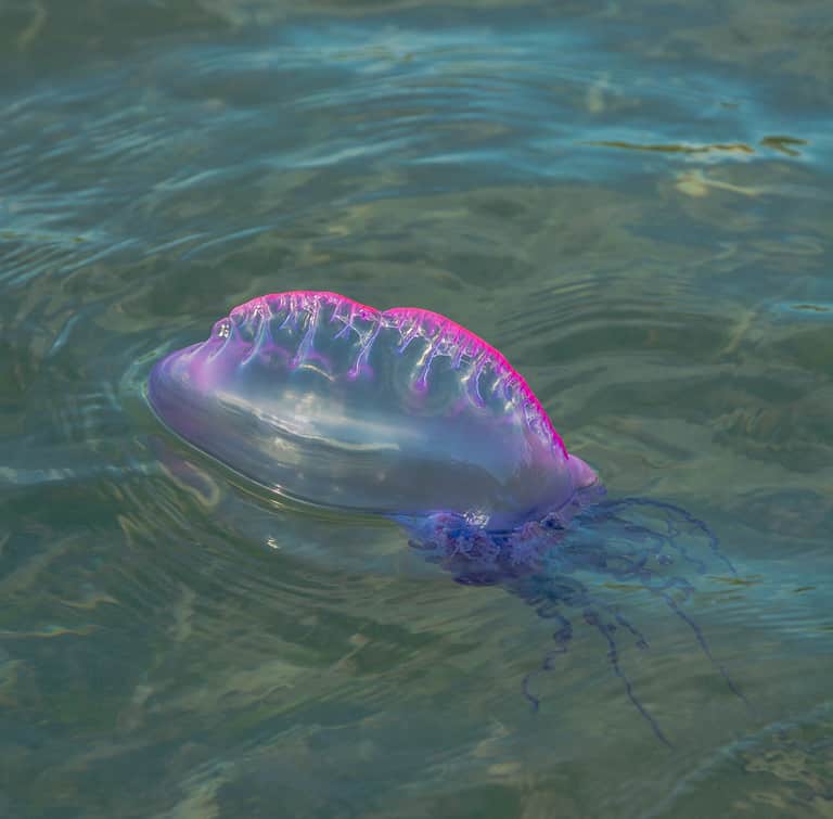 The 9 Colors Of Jellyfish (Rarest to Most Common)